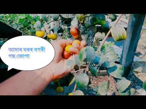 bogori tenga | bogori achar recipe - YouTube
