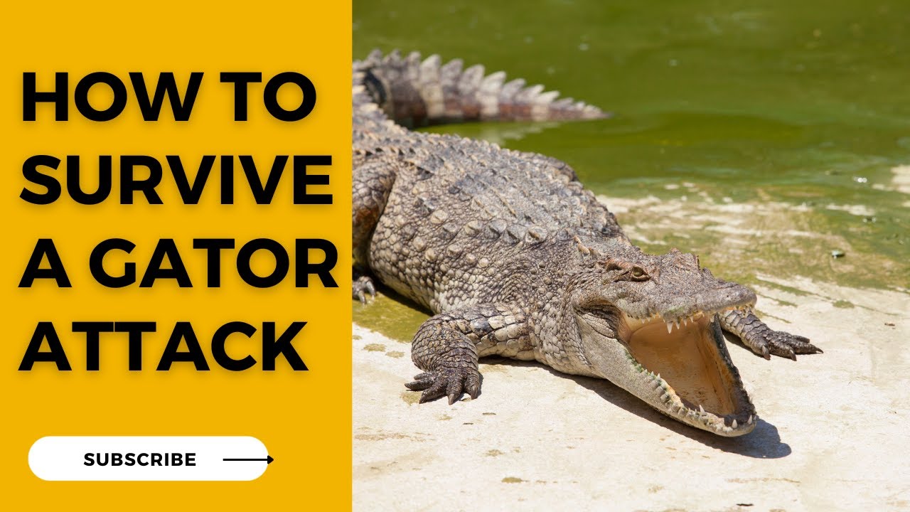 Surviving The Jaws of A Gator Animal Series # 3 #alligator #survival ...