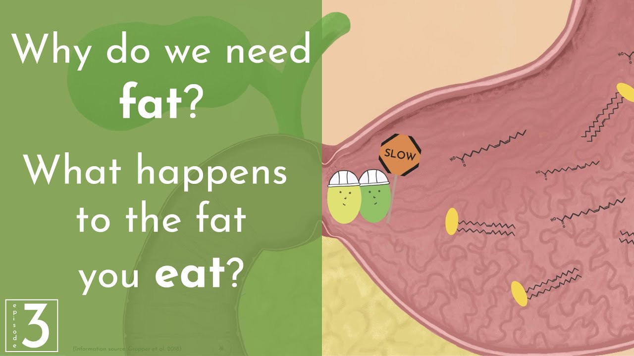 Why do we need fat? What happens to fat when you eat it? - YouTube