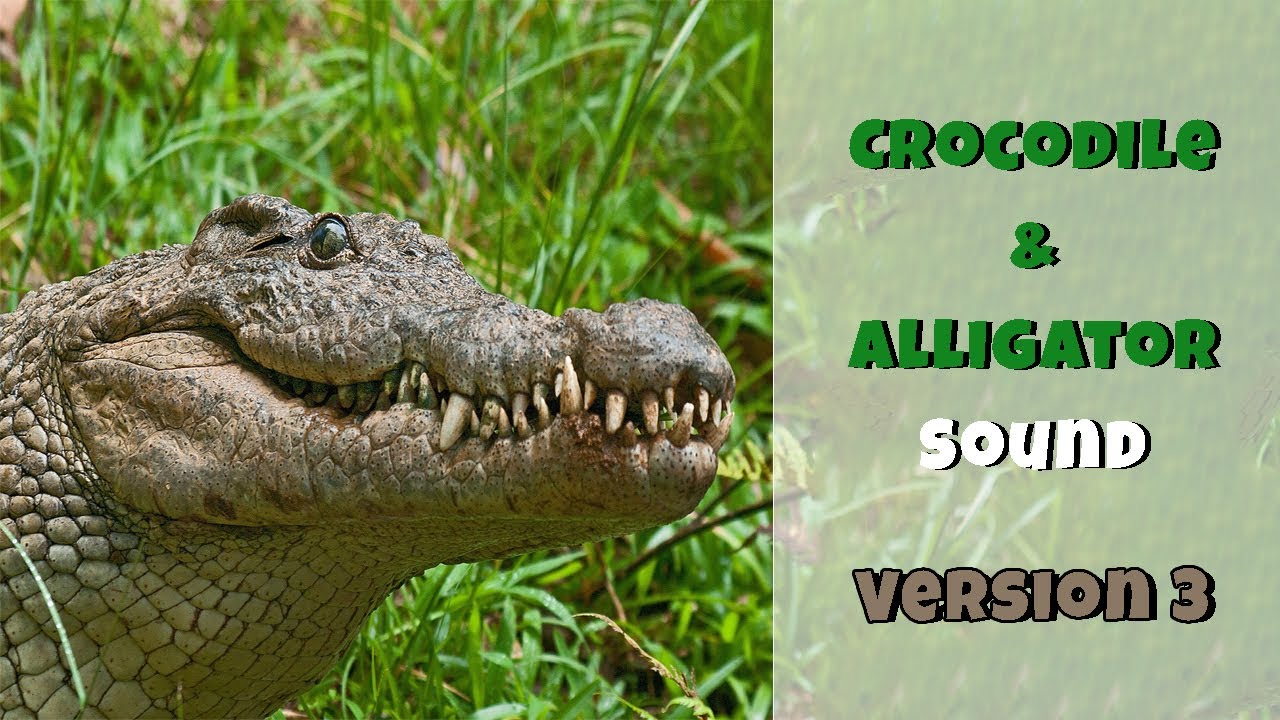 Alligator Sound | Crocodile Sound | Version 3 | Animal Sound | Sound ...
