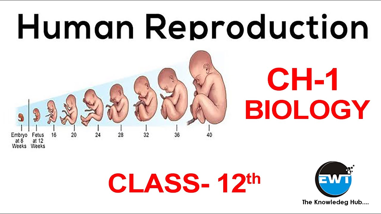 Reproduction in Organisms | Class 12th | Biology | Types of ...