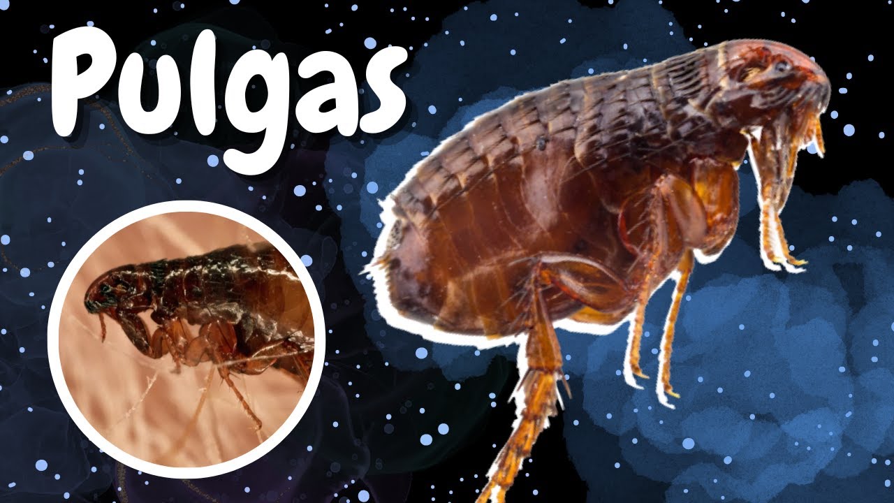 ¿MALAS PULGAS? 🤯 Las 10 COSAS que no sabes sobre ellas - YouTube