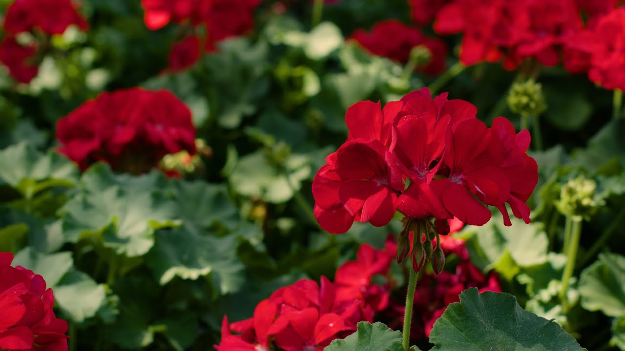 The McDonald Method: Whatever the Weather (S3, E5) - YouTube