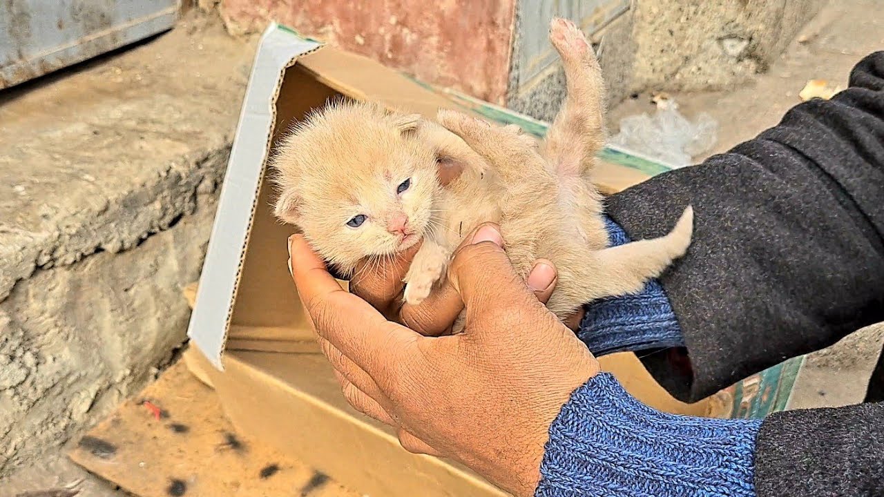 Cat Diary: Nurturing and Nourishing Street Cats 🐈🌟 cat videos - YouTube