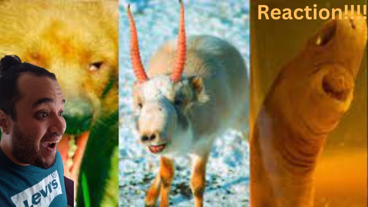 Challenge Accepted!!!!!! 10 Animals You Defiantly Forgot Existed ...