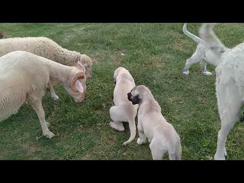 Yavru köpek ve koyunları birbirine alıştırmak lazım.