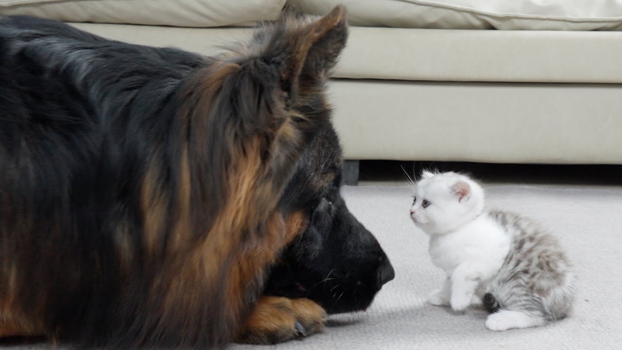German Shepherd Meets Kitten For The First Time | His Reaction Will ...