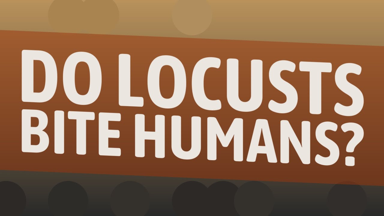 Do locusts bite humans? - YouTube