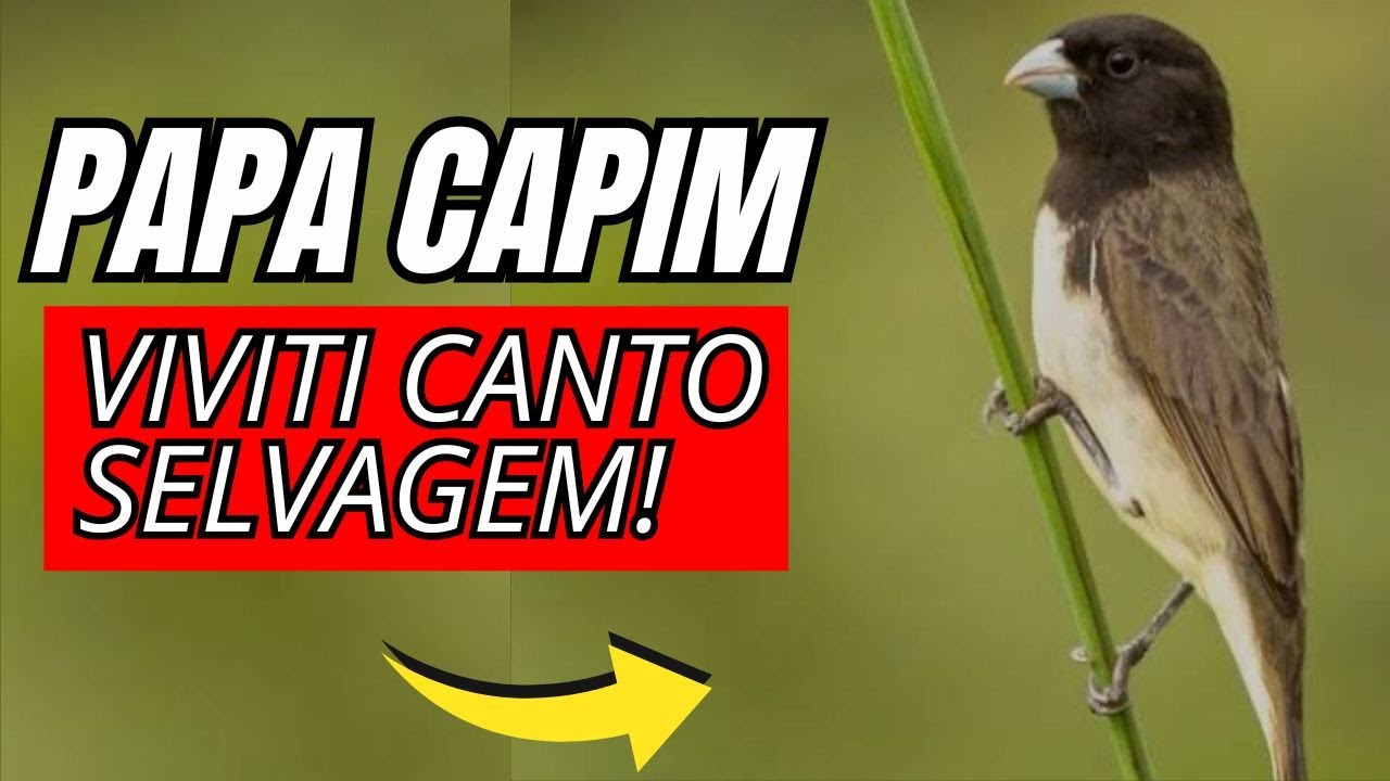 PAPA CAPIM VIVITI (( CANTO SELVAGEM)) ÓTIMA QUALIDADE - # ...