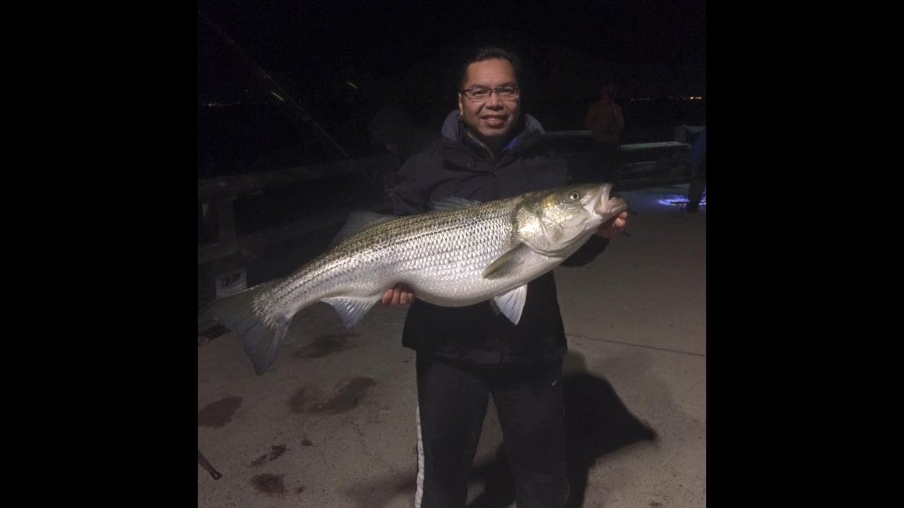 41" Trophy Striper Caught from the Chesapeake Bay!! - YouTube