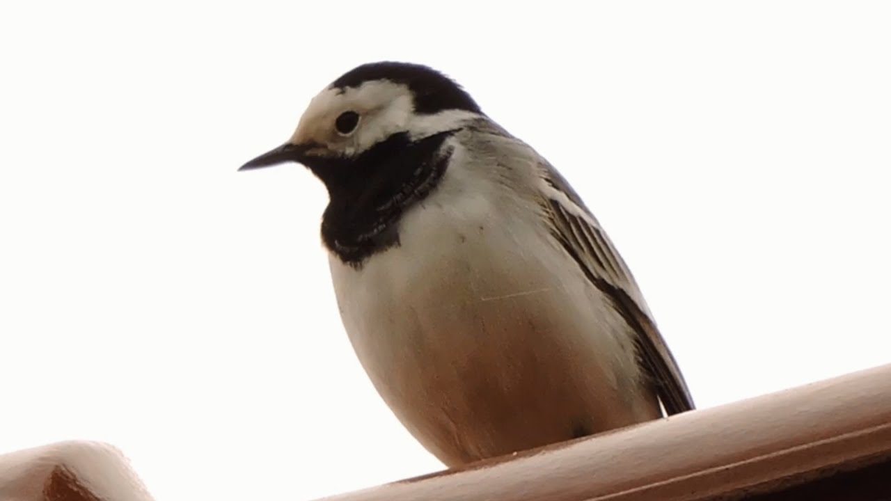 Pliszka siwa - śpiew, odgłosy ptaków / White wagtail - bird sounds ...