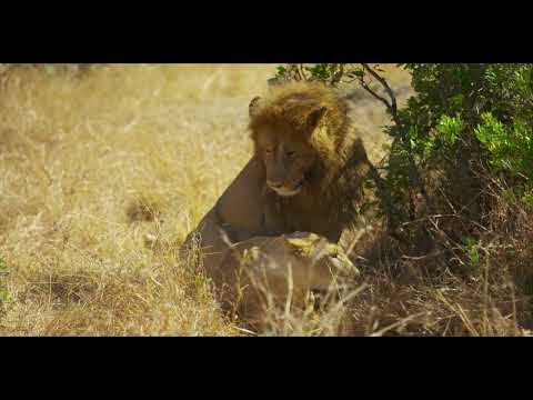 Lion Mating 🦁