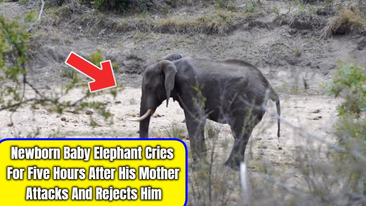 Newborn Baby Elephant Cries For Five Hours After His Mother Attacks And ...