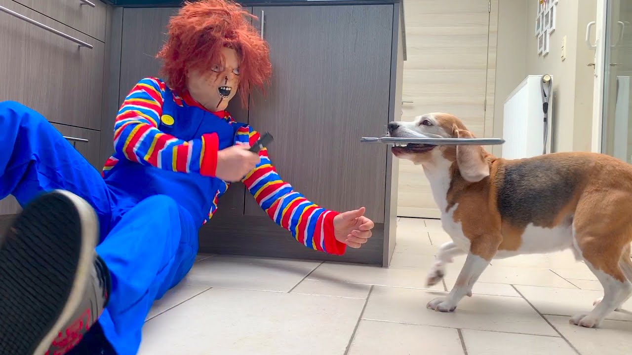 Beagles Get Pranked with Scary and Funny Halloween Costumes! - YouTube