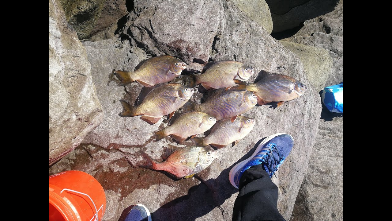 Washington Coast Jetty Fishing - Giant Striped Perch and Pile Perch ...