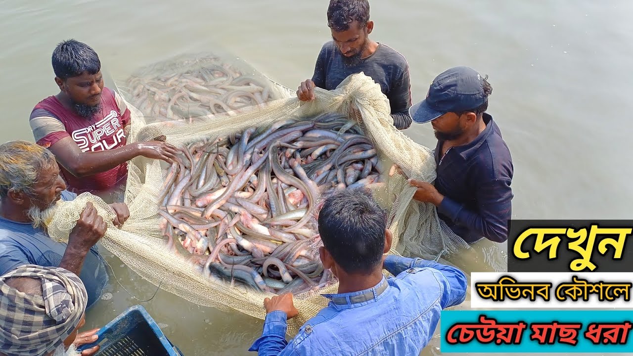 লাল চেউয়া মাছ ধরার নতুন টেকনিক | নদীর তাজা চেউয়া | Chewa fish | Chewa ...