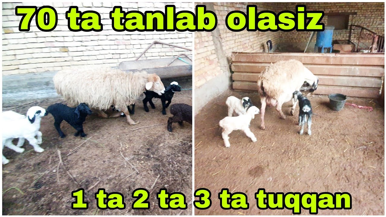 70 ta 3 talik 2 talik 1 talik va bo'g'oz qo'ylar sotiladi 21-fevral ...