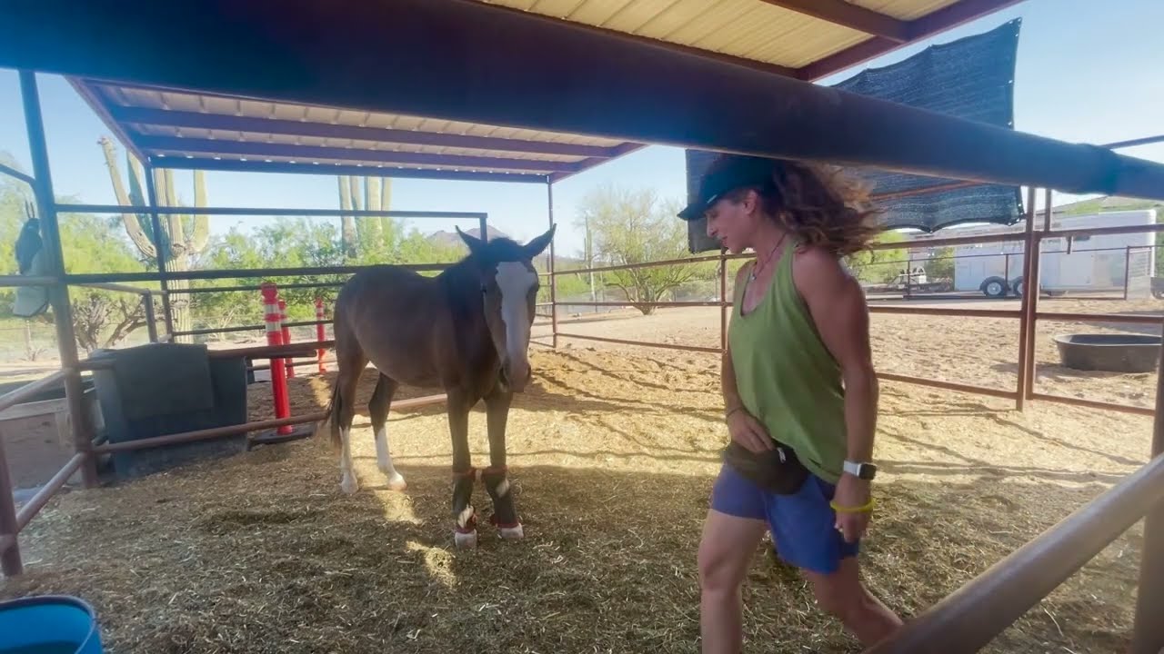 Clicker Training for Horses Demo: Teaching the Stay - YouTube