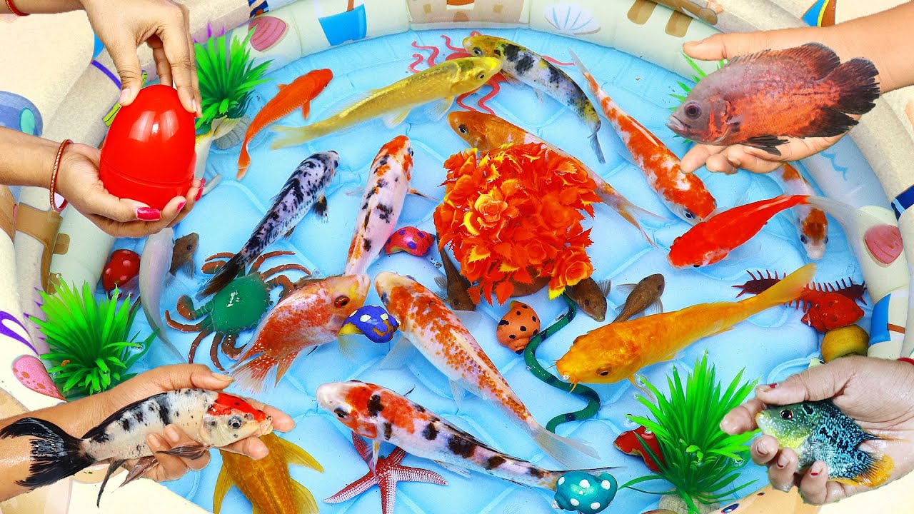 Beautiful fishing video aquatic life fishing video - YouTube