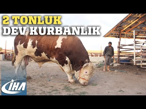 2 Tonluk Dev Kurbanlık