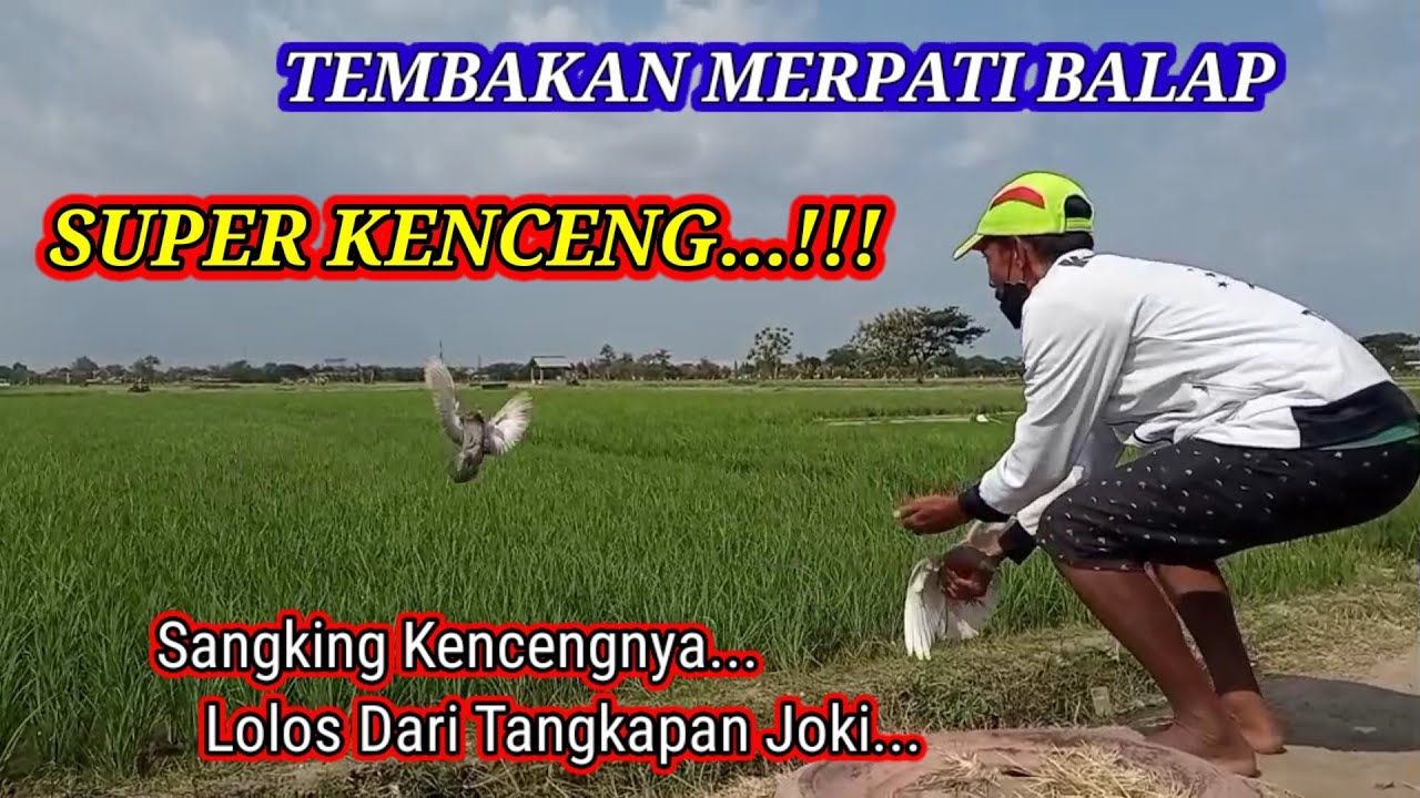 MERPATI BALAP SPRINT || MERPATI BALAP SPRINT TEMBAK KERAS || MERPATI ...