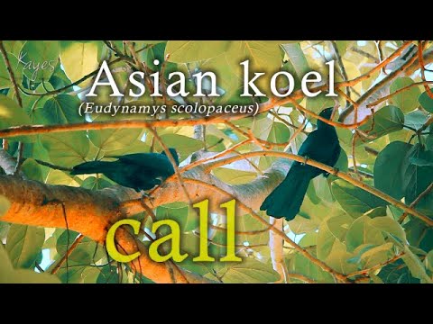 Asian koel (Eudynamys scolopaceus) CALL | SOUND | BREEDING SONG | BIRDS ...