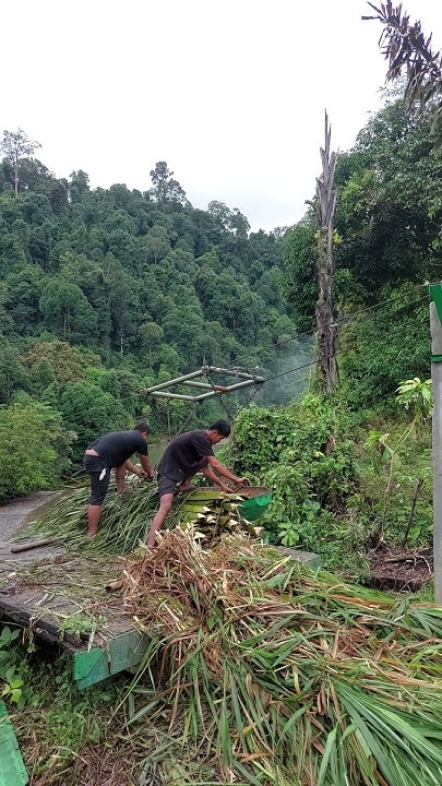 Tangkahan Merupakan Destinasi Ekowisata Dengan Suasana Alam Yang Masih