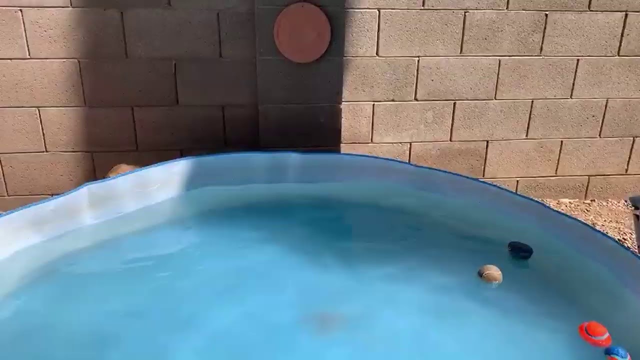 Live FOX IN THE POOL DAY 5 (its 96*) - YouTube