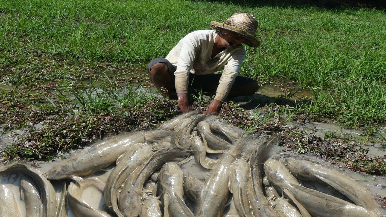 Amazing Fish Catching Process | Catch & Save all Fishes in The canal ...