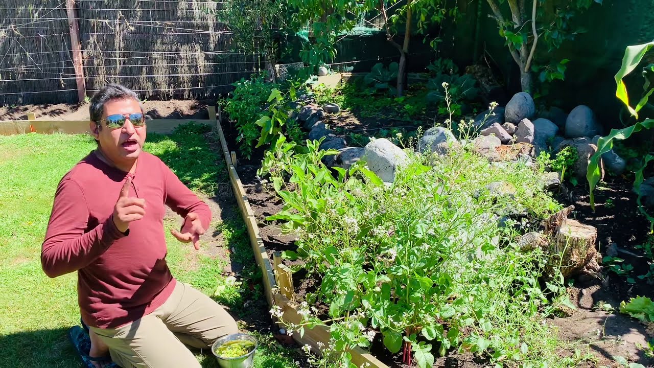 Radish Pods - Mongray - Harvesting - Summer 2021 - Jan 2021 - Project ...