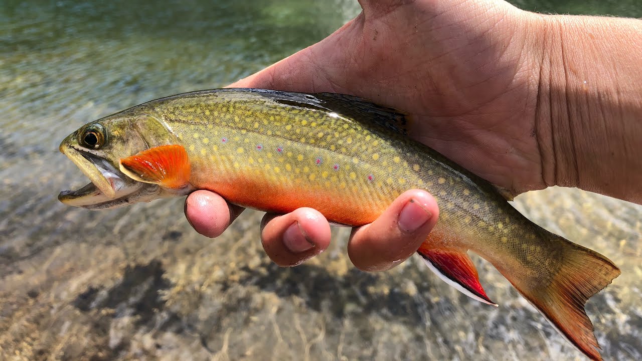 Fishing the backcountry of the ruby mountains! (With Wild Five Outdoors ...
