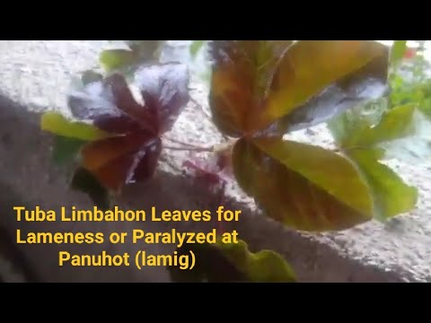 Tuba-Tuba Limbahon o Tuba-Violet #2. (Plant that heals lameness) - YouTube