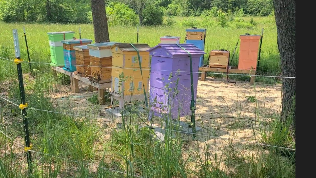 How are my bees handling the heat? - YouTube