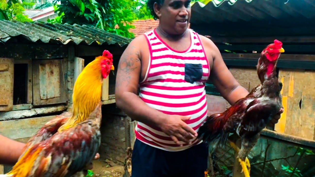 Introducing a New Shamo Chickens | Roosters Showing Aggression | Best ...