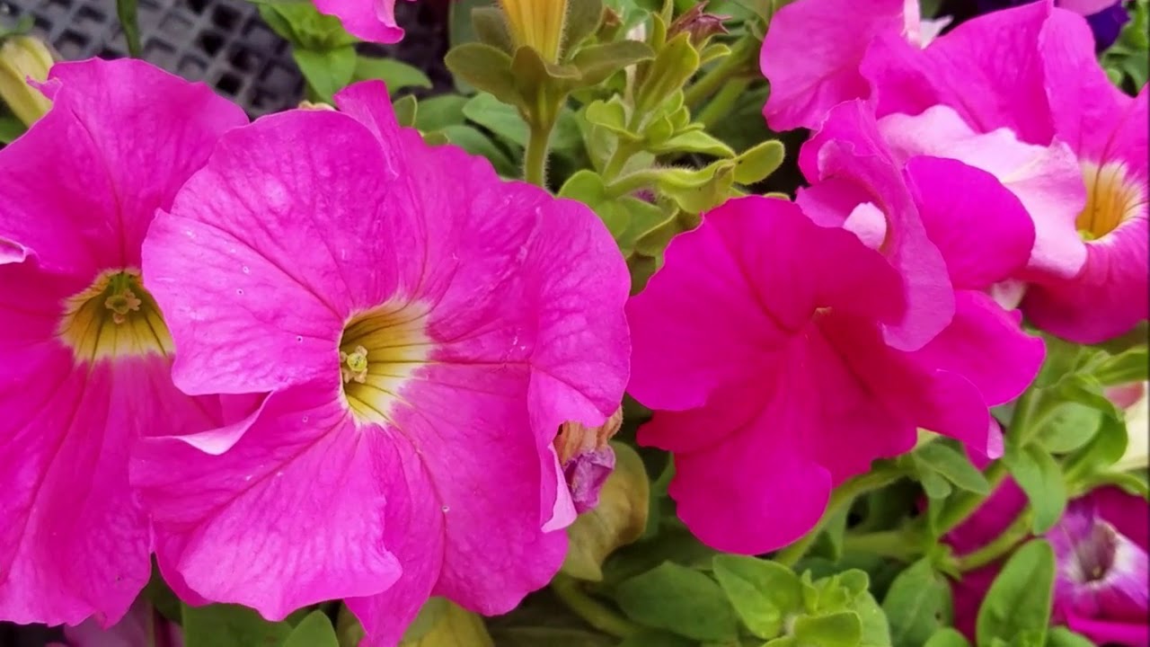 Roger Garden Flowers Tour June 22 2020 - YouTube