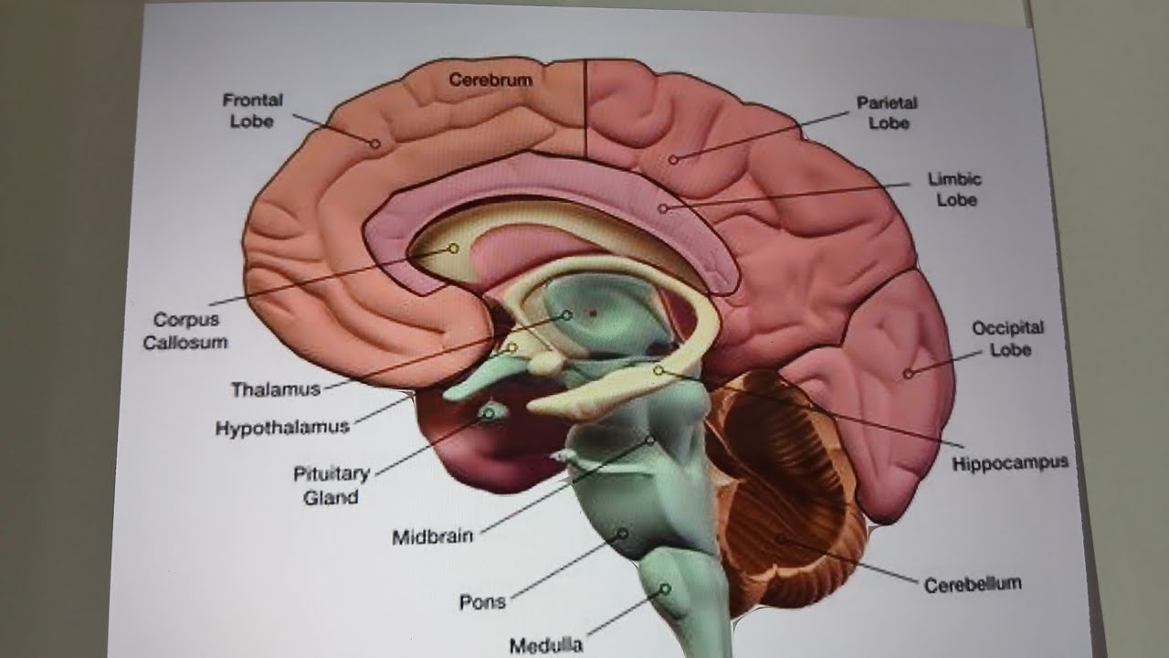 Class 10 science biology What are major parts of brain ncert examplar ...