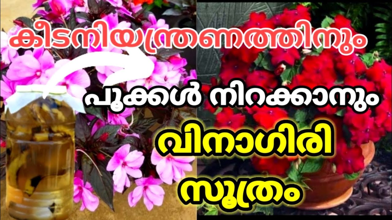 Chinese balsam Fast Growing Tips/Best Pesticide & Care &Propagation ...