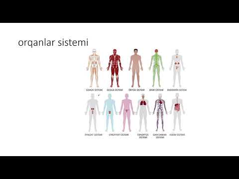 İnsan orqanizmi ilə tanışlıq .Sinir sistemi.