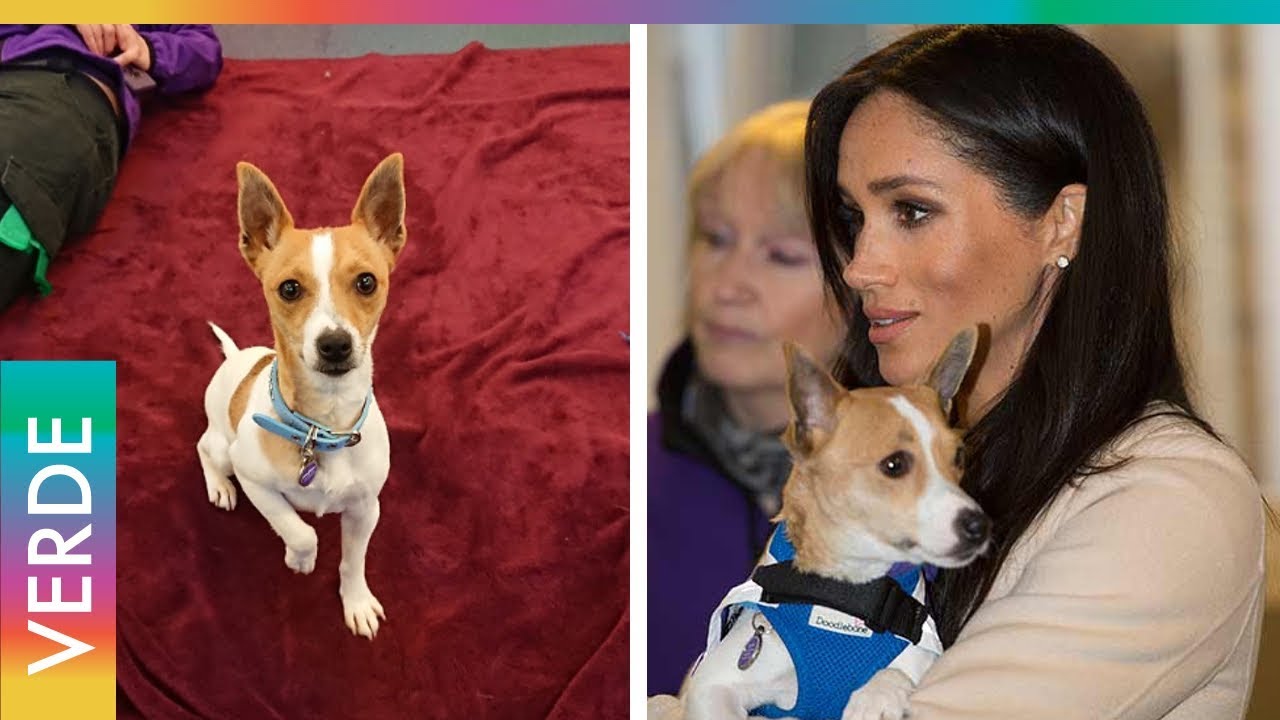 Meghan Markle le cambió la vida a todo un refugio de perritos - YouTube