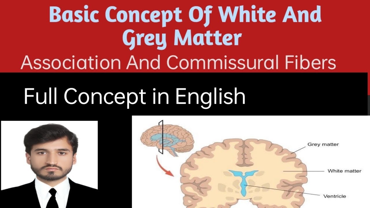 White and gray matter of spinal cord ,Part 1 (White matter)Association ...