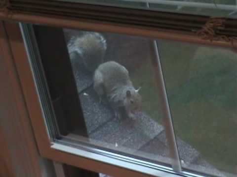 Retarded Squirrel - YouTube