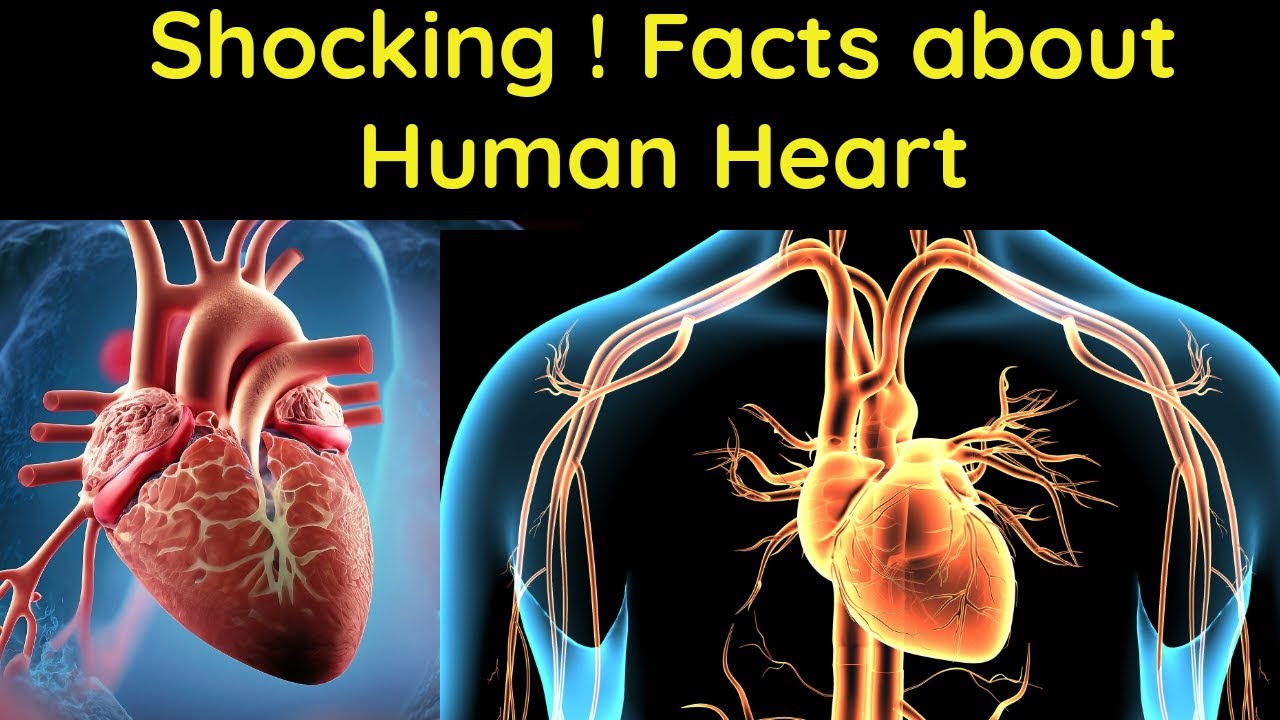 facts about human heart | human heart facts | human heart function ...