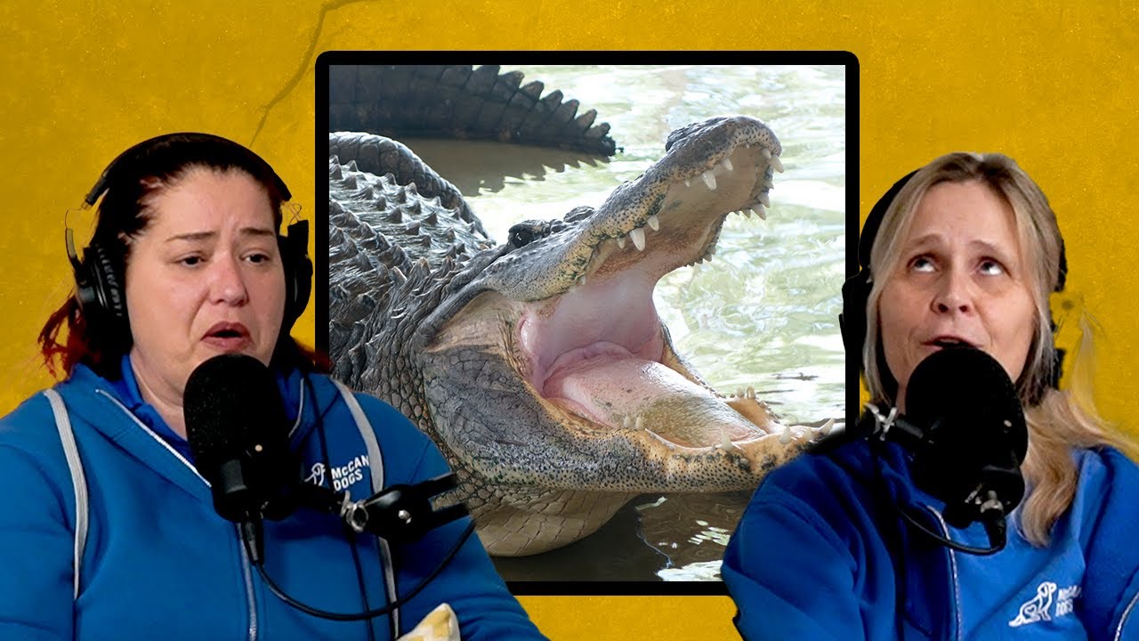 What Do You Do if Your Puppy Does an Alligator Roll? - YouTube