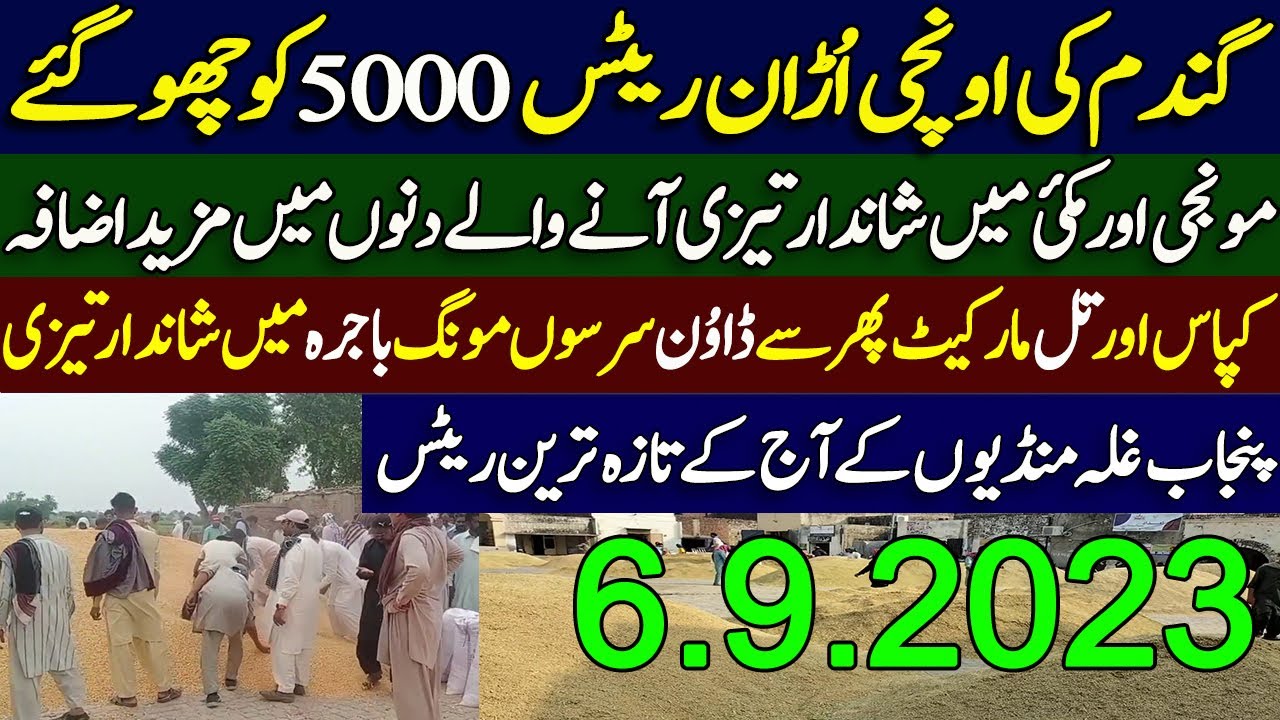 Punjab Galla Mandi Rates 6/9/2023 !! Makki Wheat Munji CoTTon Moong ...