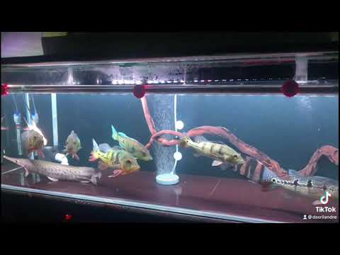 IKAN PBAS MONO,KELBERI,ORINOCO,PINIMA REMAJA #peacockbass #ikanpredator ...