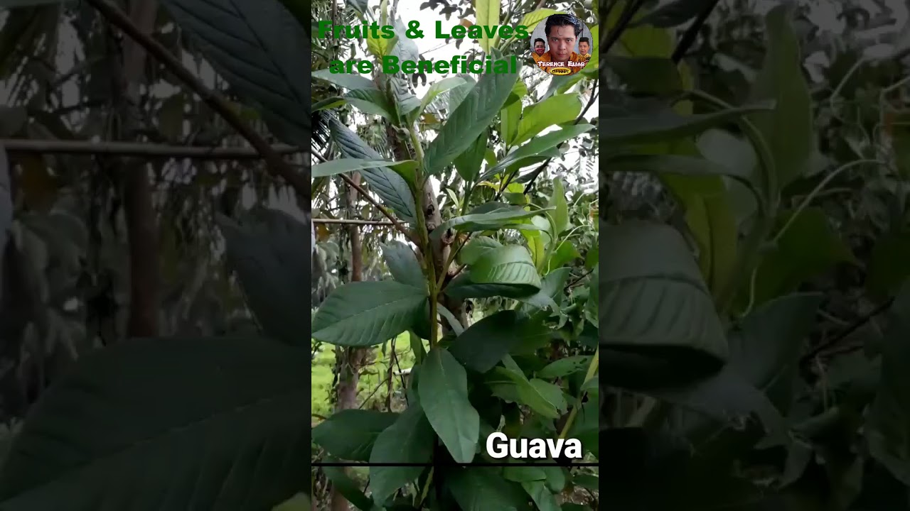 Health Tips: Benefits of Guava - BAYABAS in Tagalog #shorts - YouTube