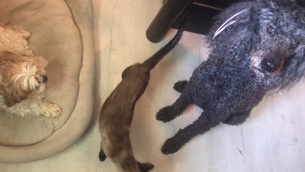 Movie Star Pets! - YouTube