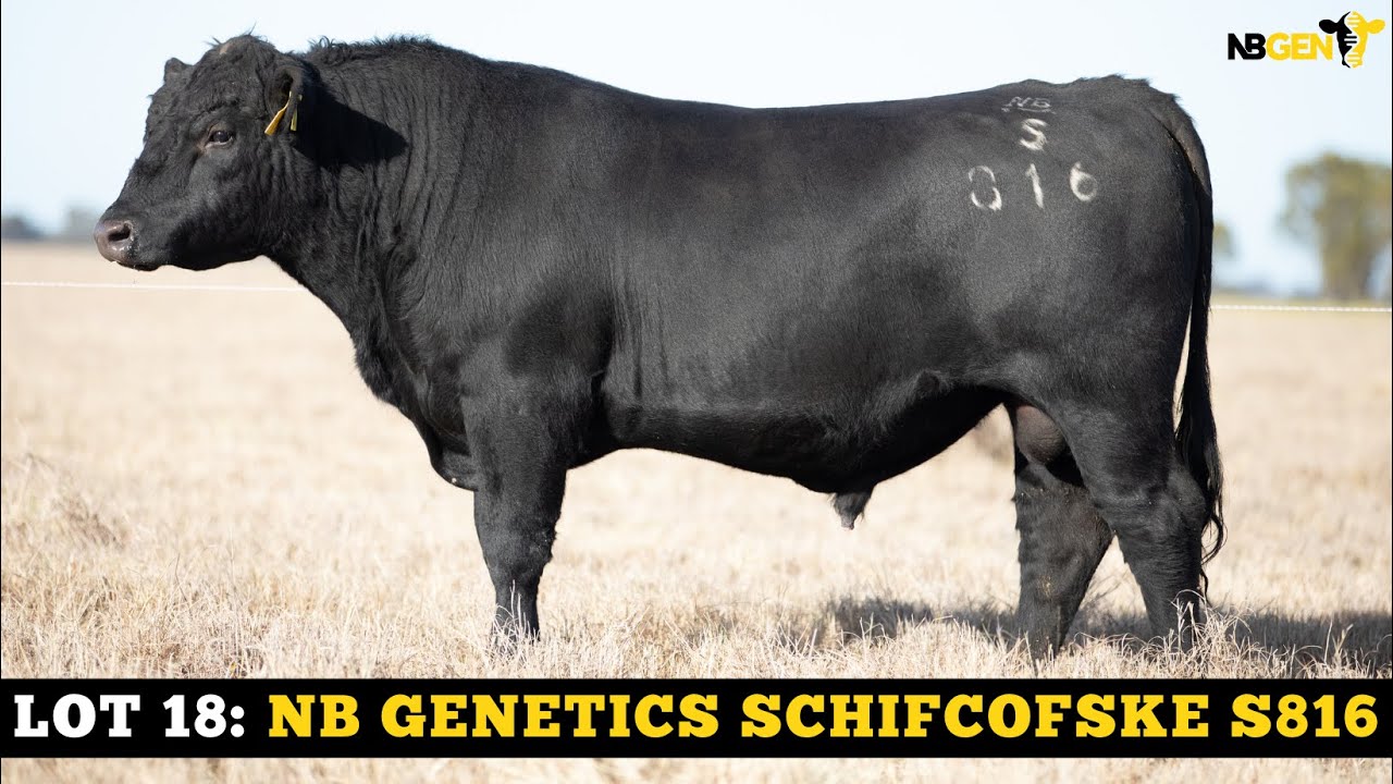 LOT 18: NB GENETICS SCHIFCOFSKE S816 - YouTube