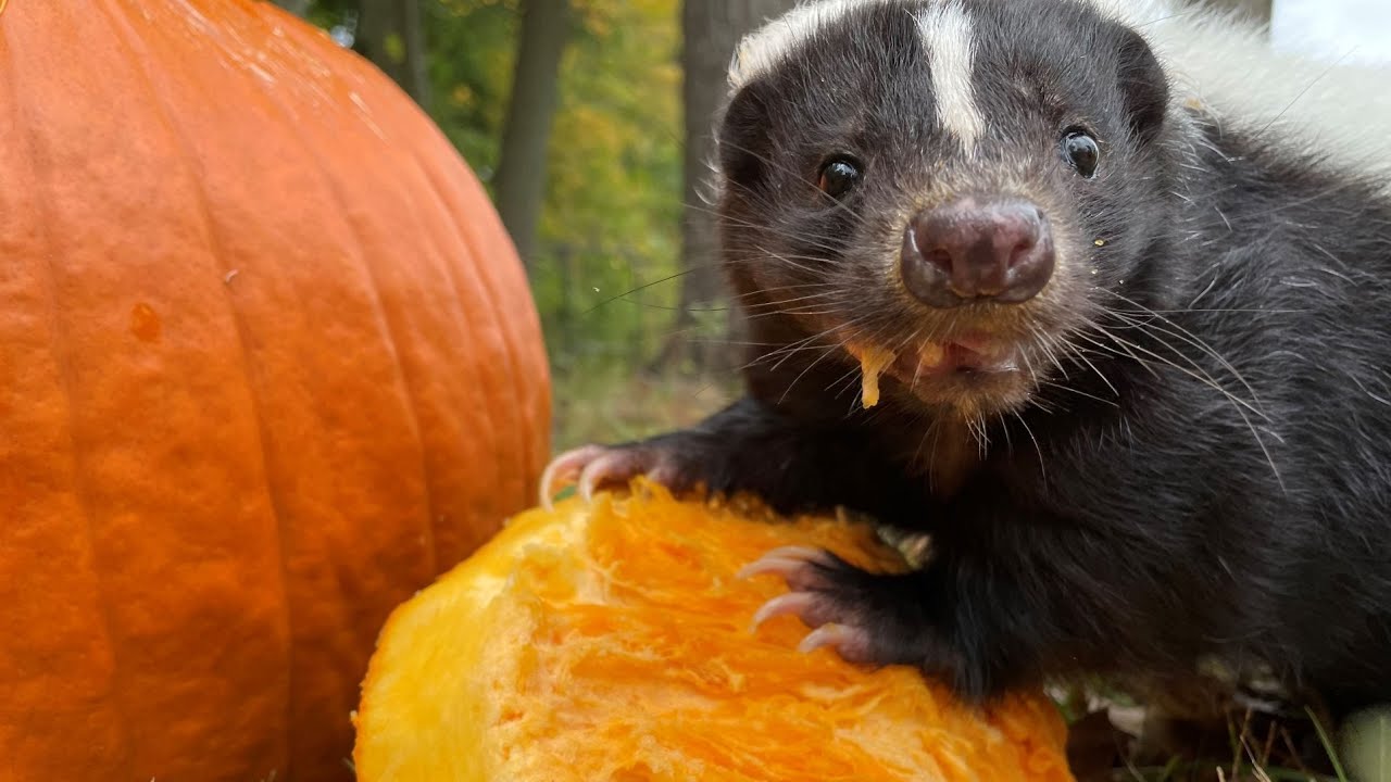 Skunk Carves Pumpkin! - YouTube