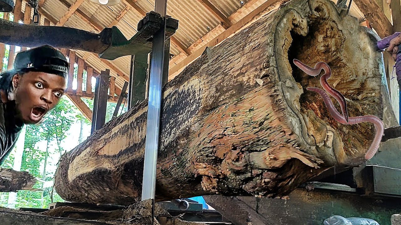 The disturbing moments of the discovery of an old teak log - YouTube